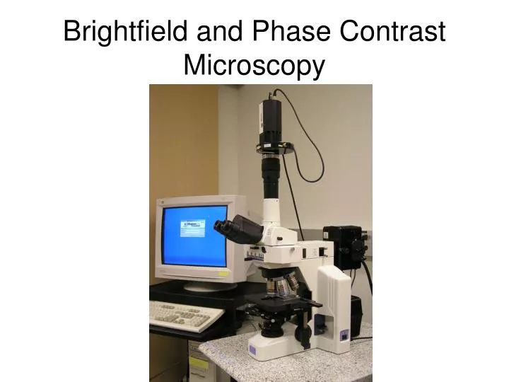 PPT - Brightfield and Phase Contrast Microscopy PowerPoint Presentation ...