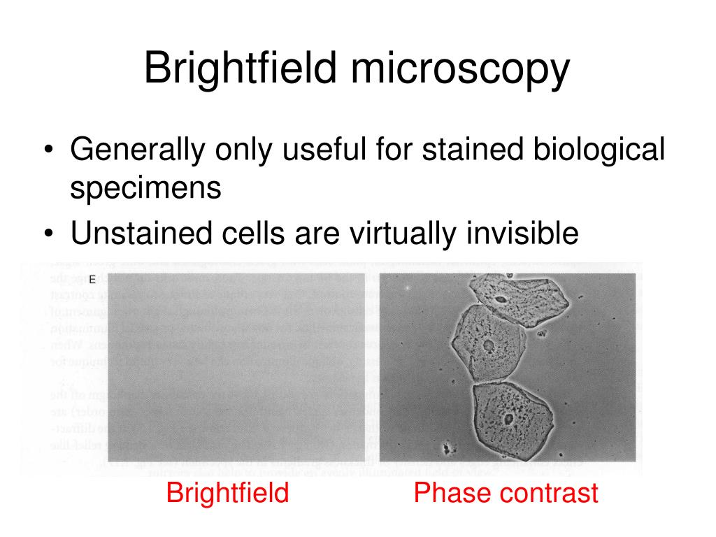 PPT - Brightfield and Phase Contrast Microscopy PowerPoint Presentation ... PPT - Brightfield and Phase Contrast Microscopy PowerPoint Presentation ...