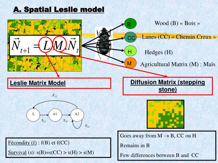 PPT - Introduction to Leslie Models PowerPoint Presentation - ID:1206693