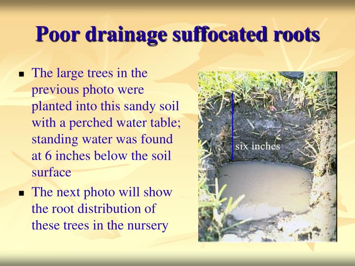 PPT - Tree Root Growth After Planting PowerPoint Presentation - ID:1209165