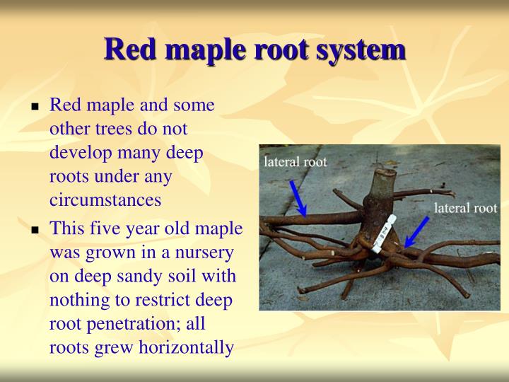 PPT - Tree Root Growth After Planting PowerPoint Presentation - ID:1209165