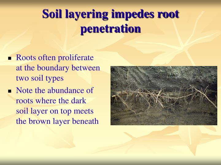 PPT - Tree Root Growth After Planting PowerPoint Presentation - ID:1209165