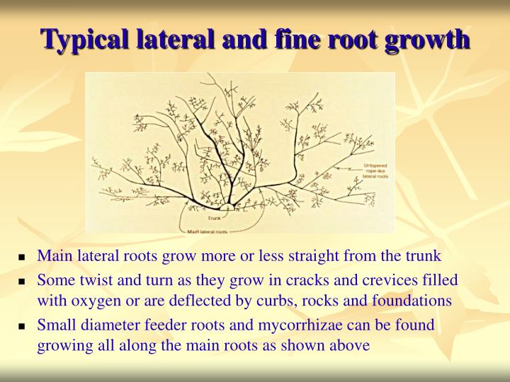 PPT - Tree Root Growth After Planting PowerPoint Presentation - ID:1209165