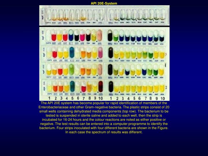 PPT - Microbial Detection of Enterobacter sakazakii : Food and Clinical ...