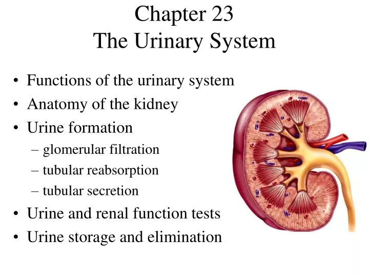 PPT - Chapter 23 The Urinary System PowerPoint Presentation, free ...