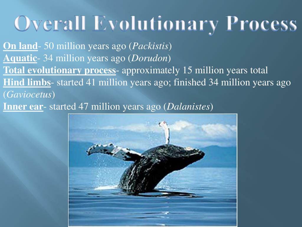 PPT - Evolution of Whales: Hind Limbs and Inner Ear PowerPoint ...