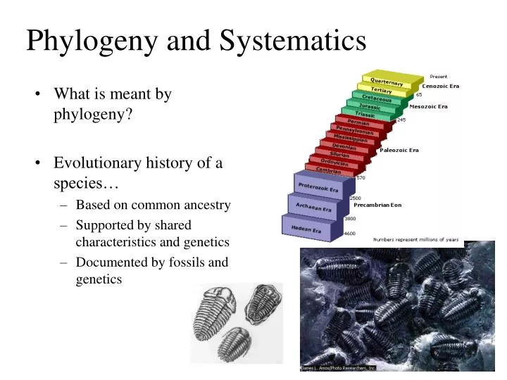 PPT - Phylogeny and Systematics PowerPoint Presentation, free download ...