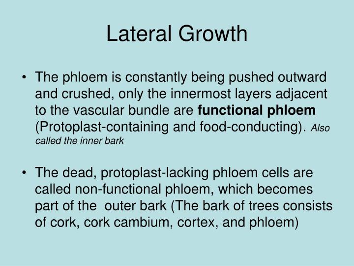 PPT - PLANT FORM AND FUNCTION PowerPoint Presentation - ID:1211230