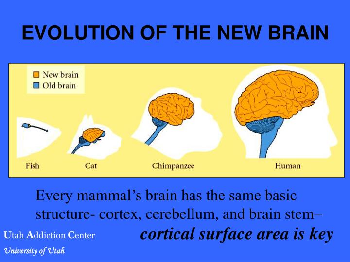 PPT - ADOLESCENT BRAIN DEVELOPMENT PowerPoint Presentation - ID:1212998