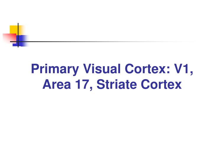 PPT - Cortical Functions and Their Measurement: Vision as a Prototype ...