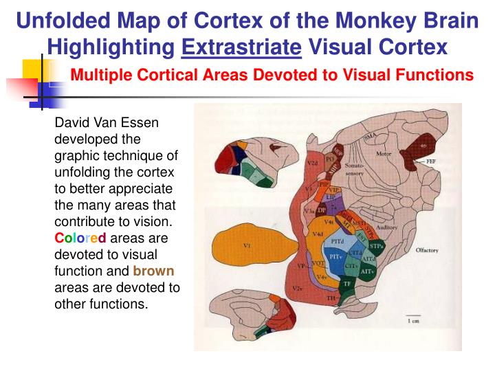PPT - Cortical Functions and Their Measurement: Vision as a Prototype PowerPoint Presentation ...