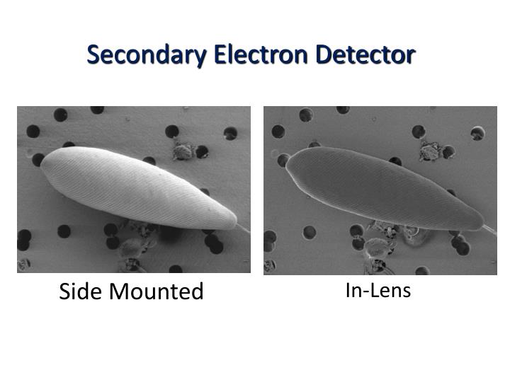 PPT - Scanning Electron Microscope PowerPoint Presentation - ID:1214545