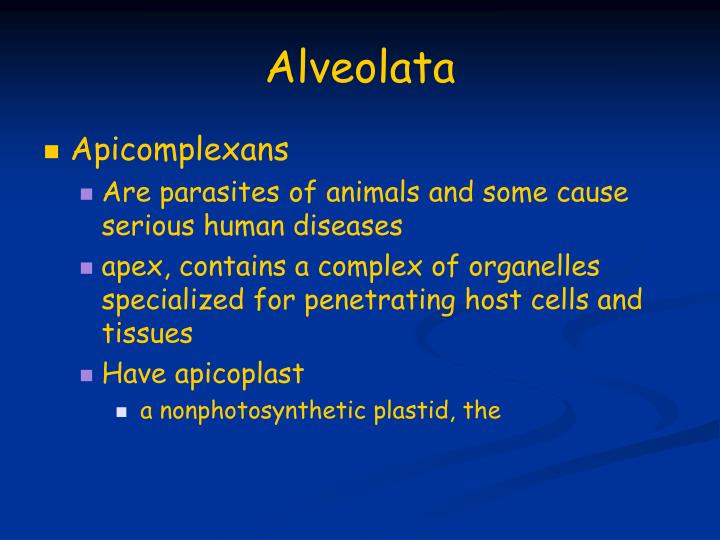 PPT - Protista PowerPoint Presentation - ID:1215056