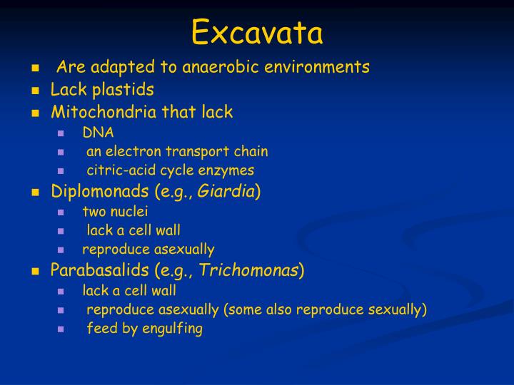PPT - Protista PowerPoint Presentation - ID:1215056