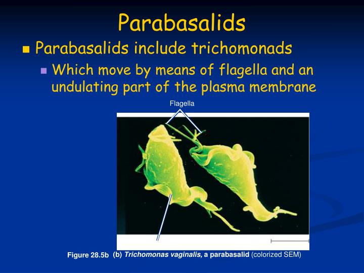 PPT - Protista PowerPoint Presentation - ID:1215056