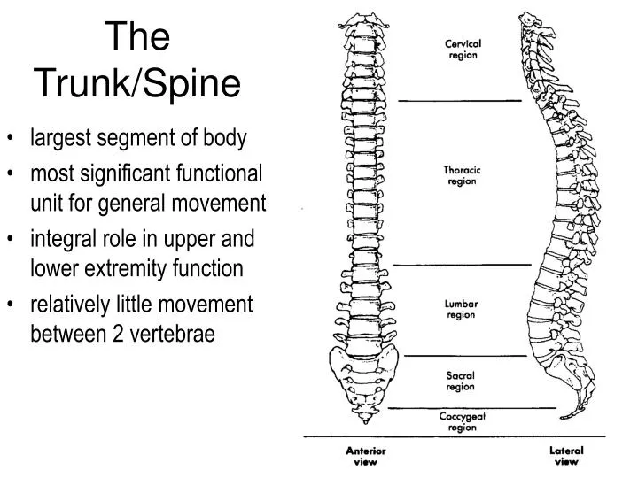 PPT - The Trunk/Spine PowerPoint Presentation, free download - ID:1215066