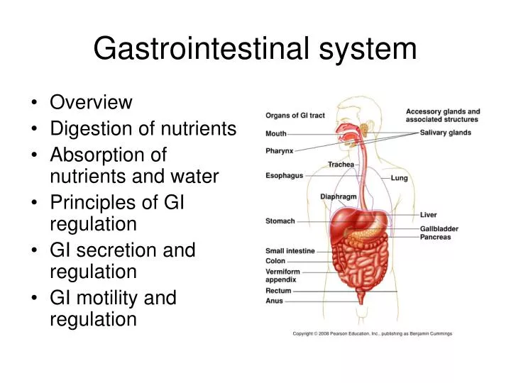 PPT - Gastrointestinal system PowerPoint Presentation, free download ...