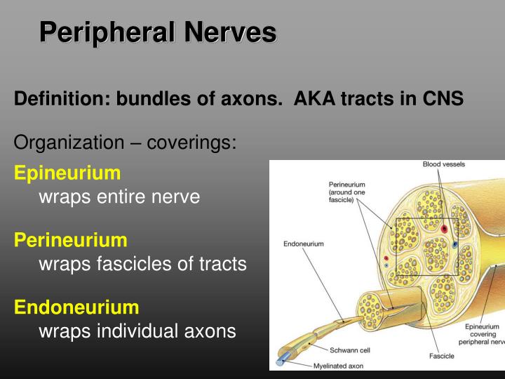 Axons Definition