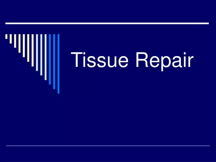 PPT - Tissue Repair PowerPoint Presentation, free download - ID:1216964