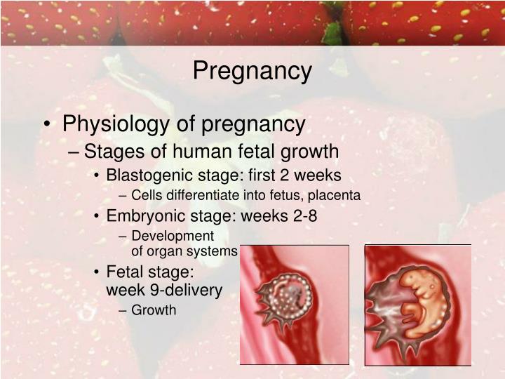 PPT - Life Cycle: Maternal and Infant Nutrition PowerPoint Presentation ...