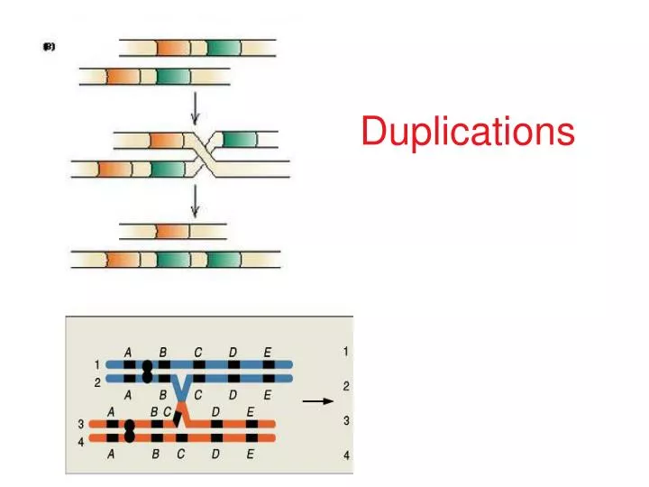 PPT - Duplications PowerPoint Presentation, free download - ID:1217617