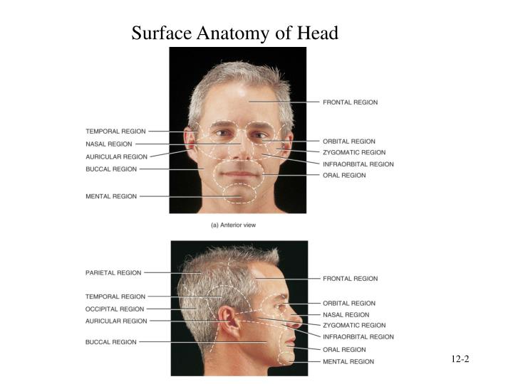 PPT - Chapter 12 Surface Anatomy PowerPoint Presentation - ID:1218341