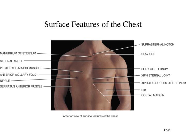 PPT - Chapter 12 Surface Anatomy PowerPoint Presentation - ID:1218341