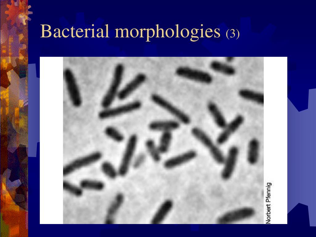 Ppt Bacterial Morphology Arrangement Powerpoint Presentation Free