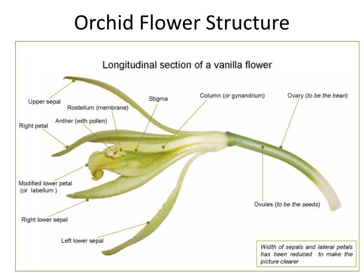 PPT - Ornamental Plants PowerPoint Presentation - ID:1218793