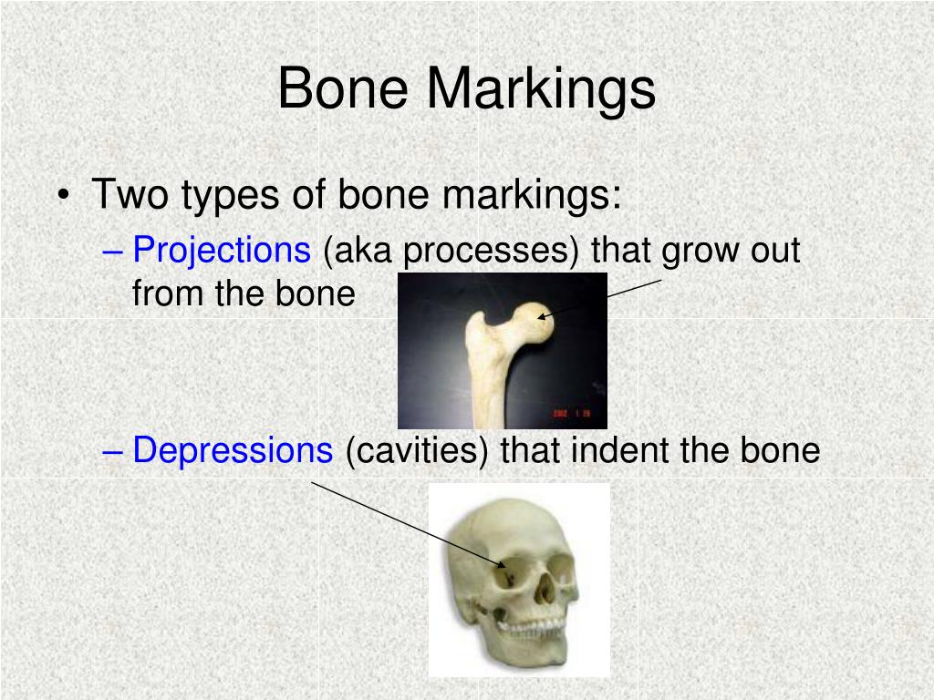 PPT BONE MARKINGS PowerPoint Presentation Free Download ID 1219370 PPT BONE MARKINGS PowerPoint Presentation Free Download ID 1219370