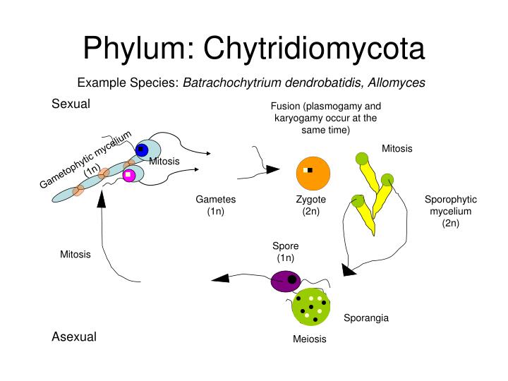 PPT - Fungi Reproduction PowerPoint Presentation - ID:1220064