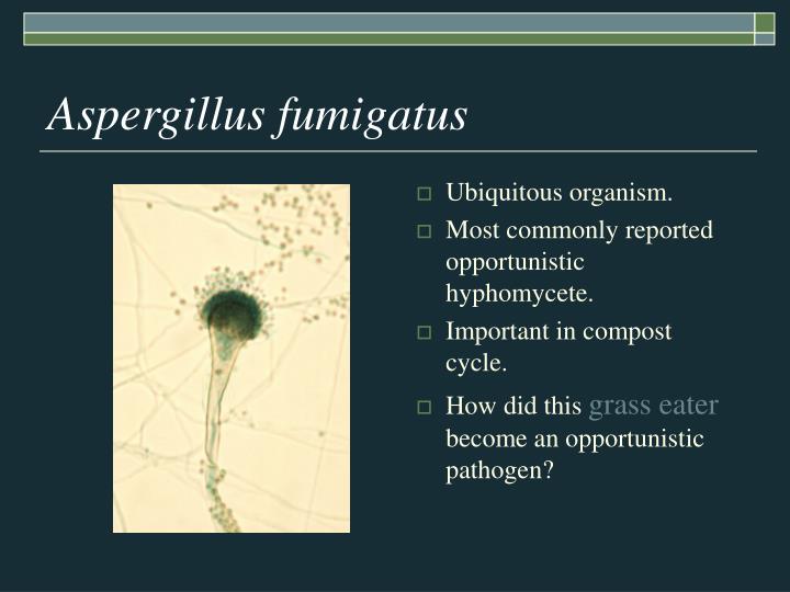PPT - Aspergillus fumigatus : Growth and Virulence PowerPoint Presentation - ID:1220240