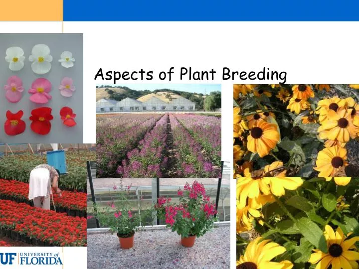 PPT - Aspects of Plant Breeding PowerPoint Presentation, free download ...