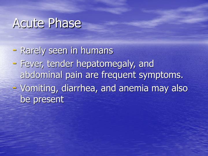 PPT - Fasciola hepatica PowerPoint Presentation - ID:1220646
