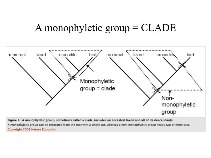PPT - Reading a Phylogenetic Tree PowerPoint Presentation - ID:1220841
