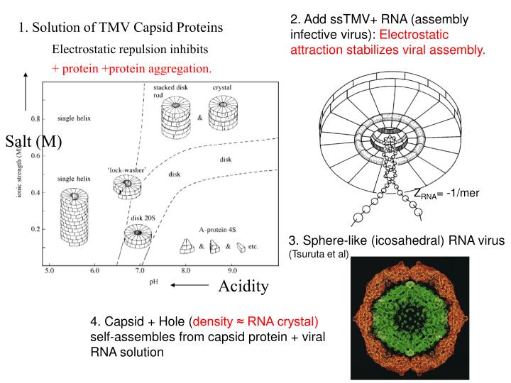 PPT - Tobacco mosaic virus PowerPoint Presentation - ID:1221787