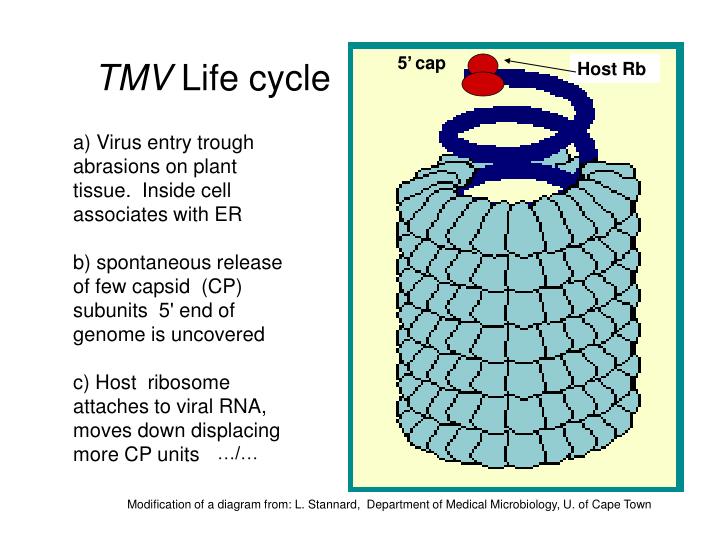 PPT - Tobacco mosaic virus PowerPoint Presentation - ID:1221787