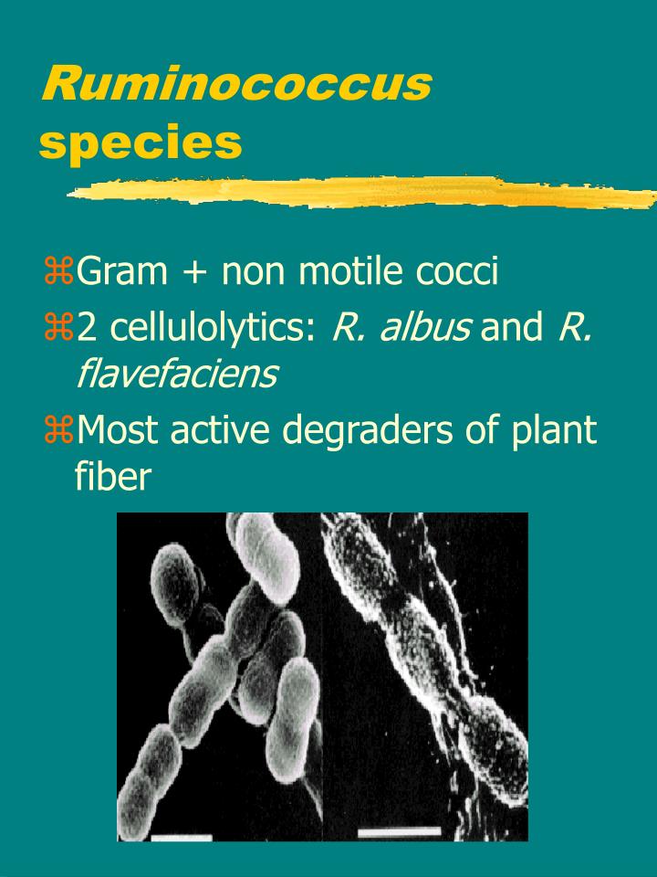 PPT - The rumen PowerPoint Presentation - ID:1221797