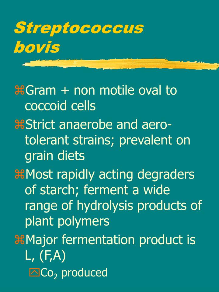 PPT - The rumen PowerPoint Presentation - ID:1221797