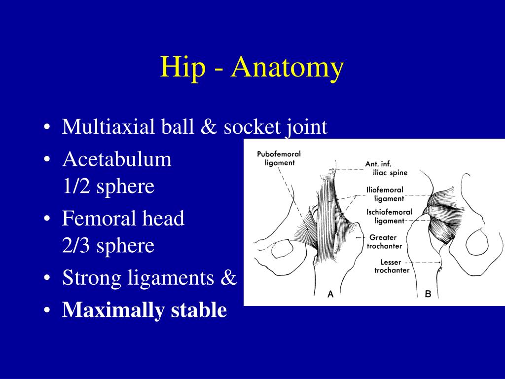 Ppt Hip Anatomy Powerpoint Presentation Free Download Id 1221961