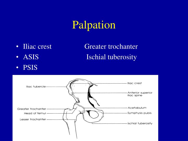 PPT - Hip - Anatomy PowerPoint Presentation - ID:1221961