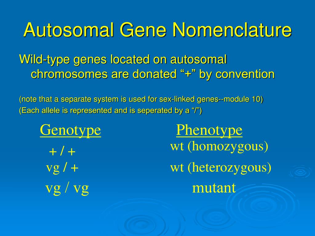 Ppt Drosophila Genetics I Powerpoint Presentation Free Download Id