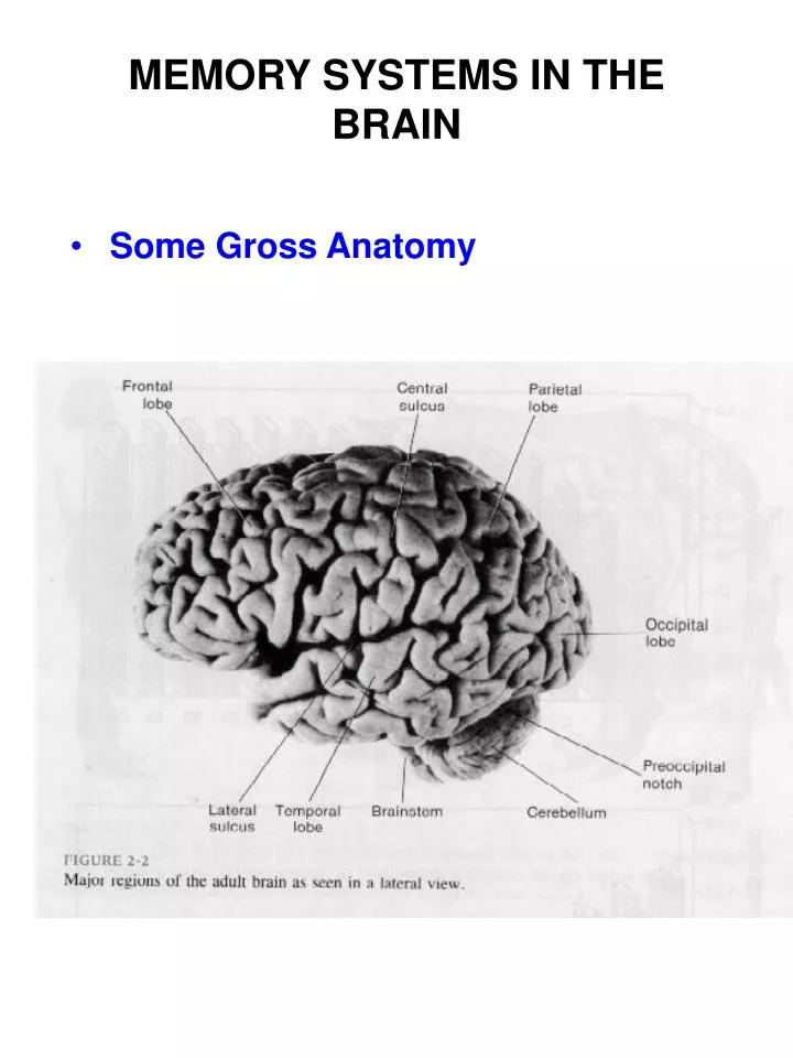 PPT - MEMORY SYSTEMS IN THE BRAIN PowerPoint Presentation, free ...