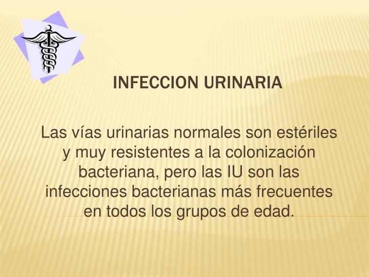 PPT - Infección Urinaria PowerPoint Presentation - ID:1224003