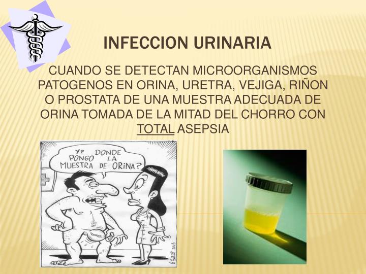 PPT - Infección Urinaria PowerPoint Presentation - ID:1224003