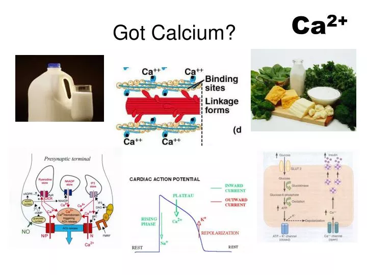 PPT - Got Calcium? PowerPoint Presentation, free download - ID:1225261