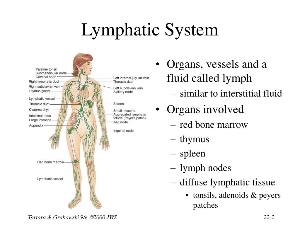 Ppt Chapter 22 The Lymphatic System Powerpoint Presentation Free