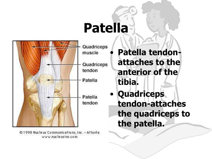 PPT - Knee Anatomy PowerPoint Presentation - ID:1227045