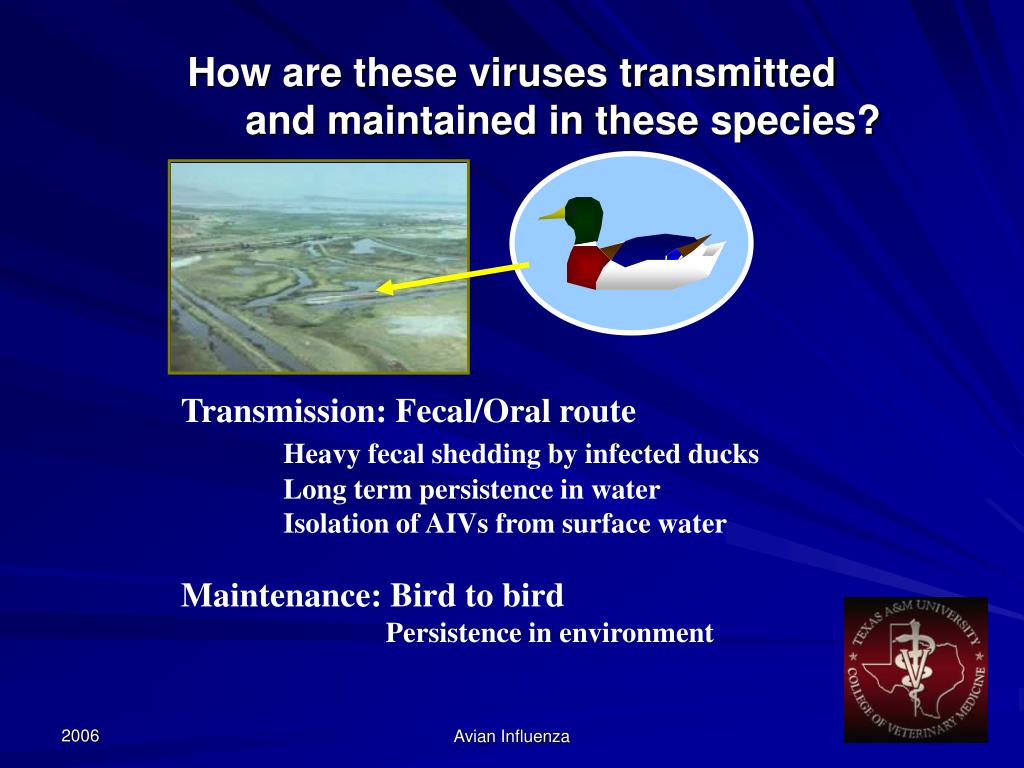 Ppt Avian Influenza Symptoms In Birds Powerpoint Presentation Free