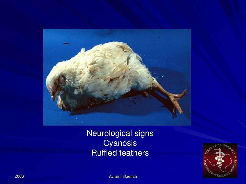Ppt Avian Influenza Symptoms In Birds Powerpoint Presentation Free